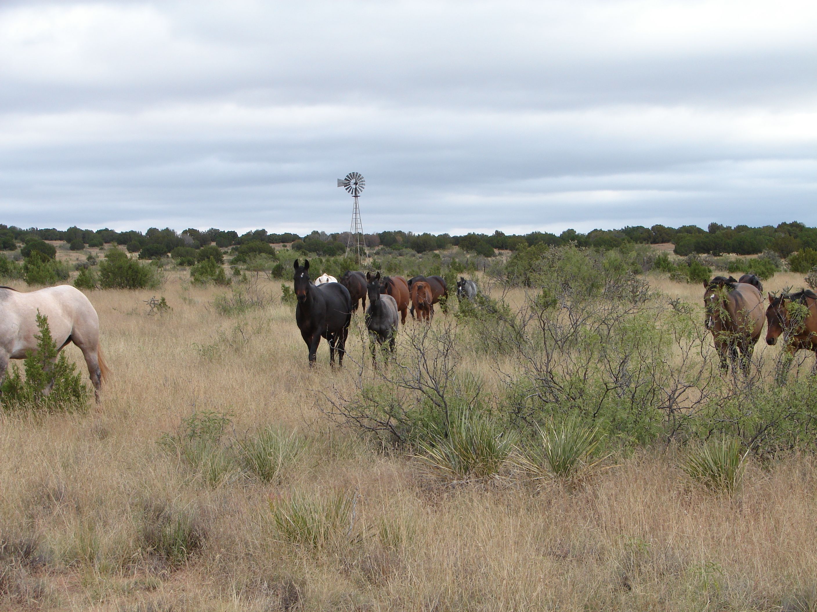 5,180 acres in Santa Rosa, NM, 88435 | Land and Farm