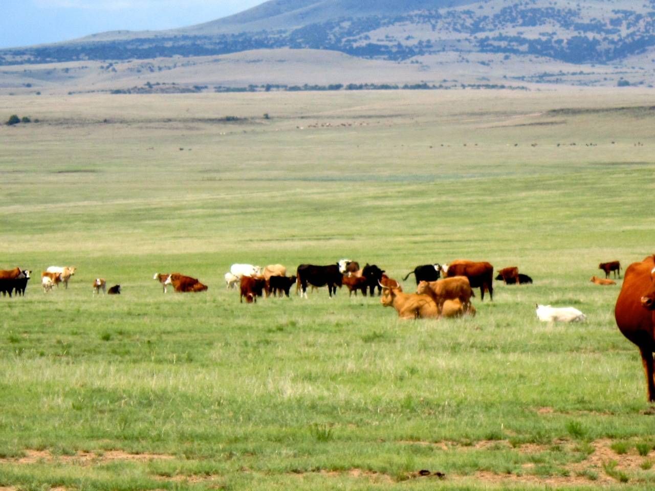 1891 Chico Road, Maxwell, NM 87728 | Land and Farm