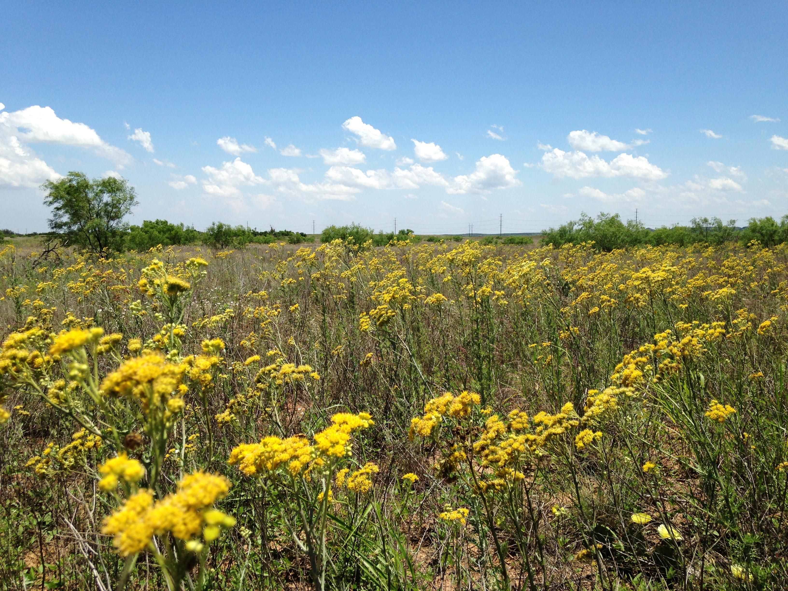161.5 Acres, Paducah, TX 79248 | Land and Farm