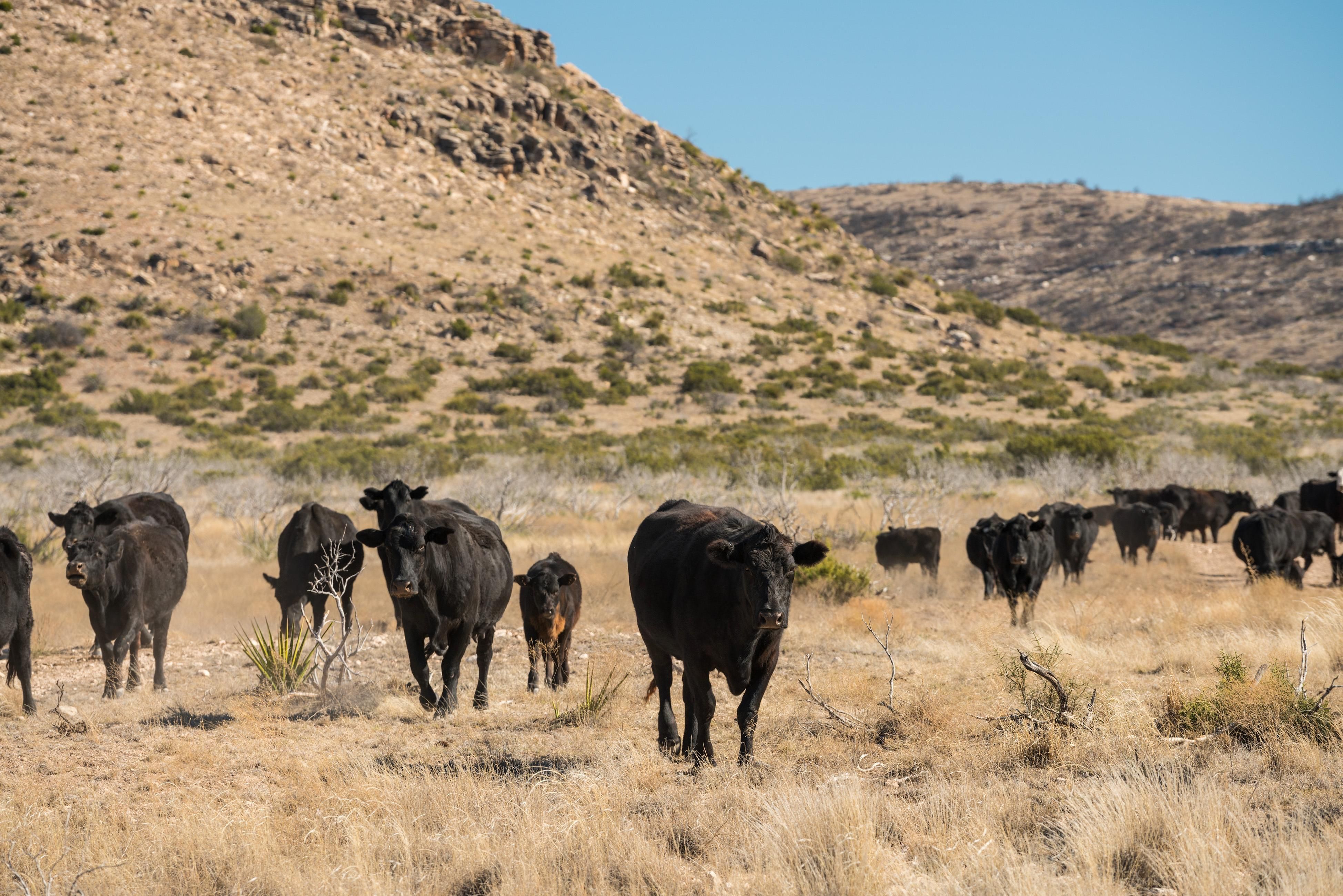 Longfellow Road, Fort Stockton, TX 79735 | Land and Farm