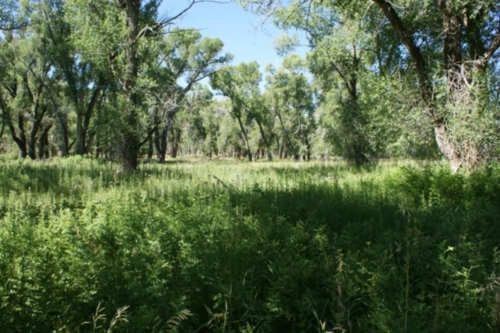 23.49 Acres, 691 County Road 17, Del Norte, CO 81132 | Land and Farm