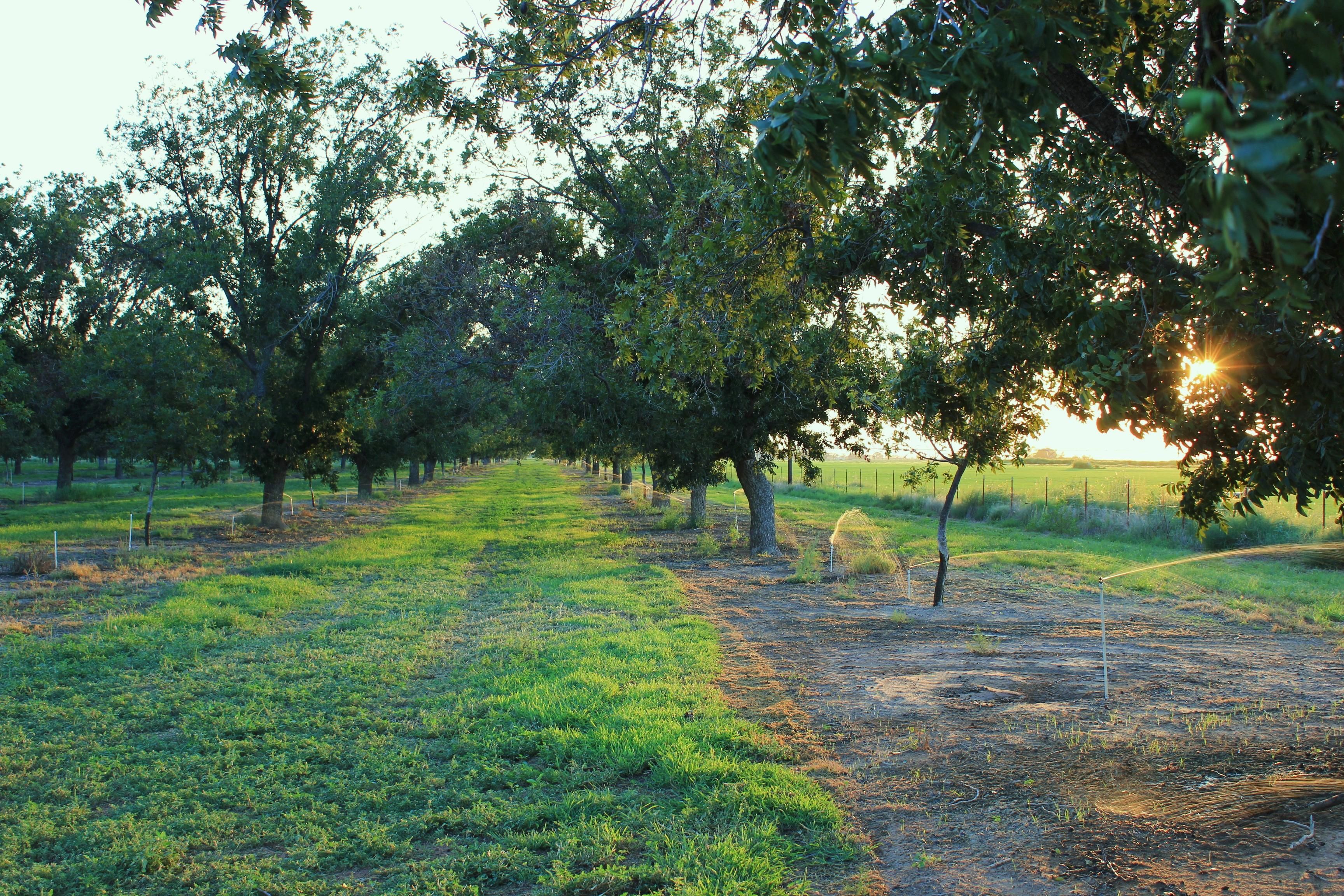 100 acres in Lockett, TX, 76384 | Land and Farm