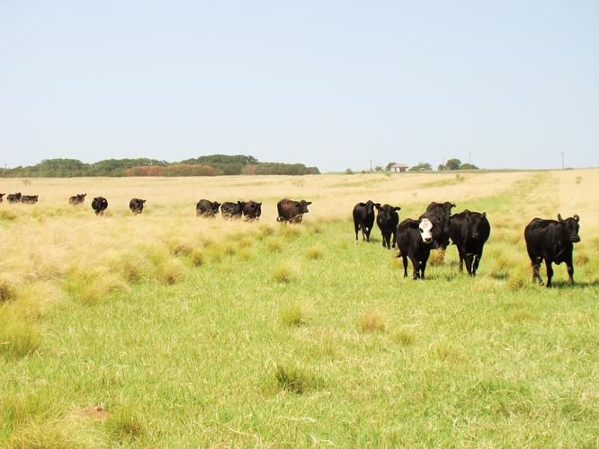 80 Acres, Rayland, TX 79227 | Land and Farm