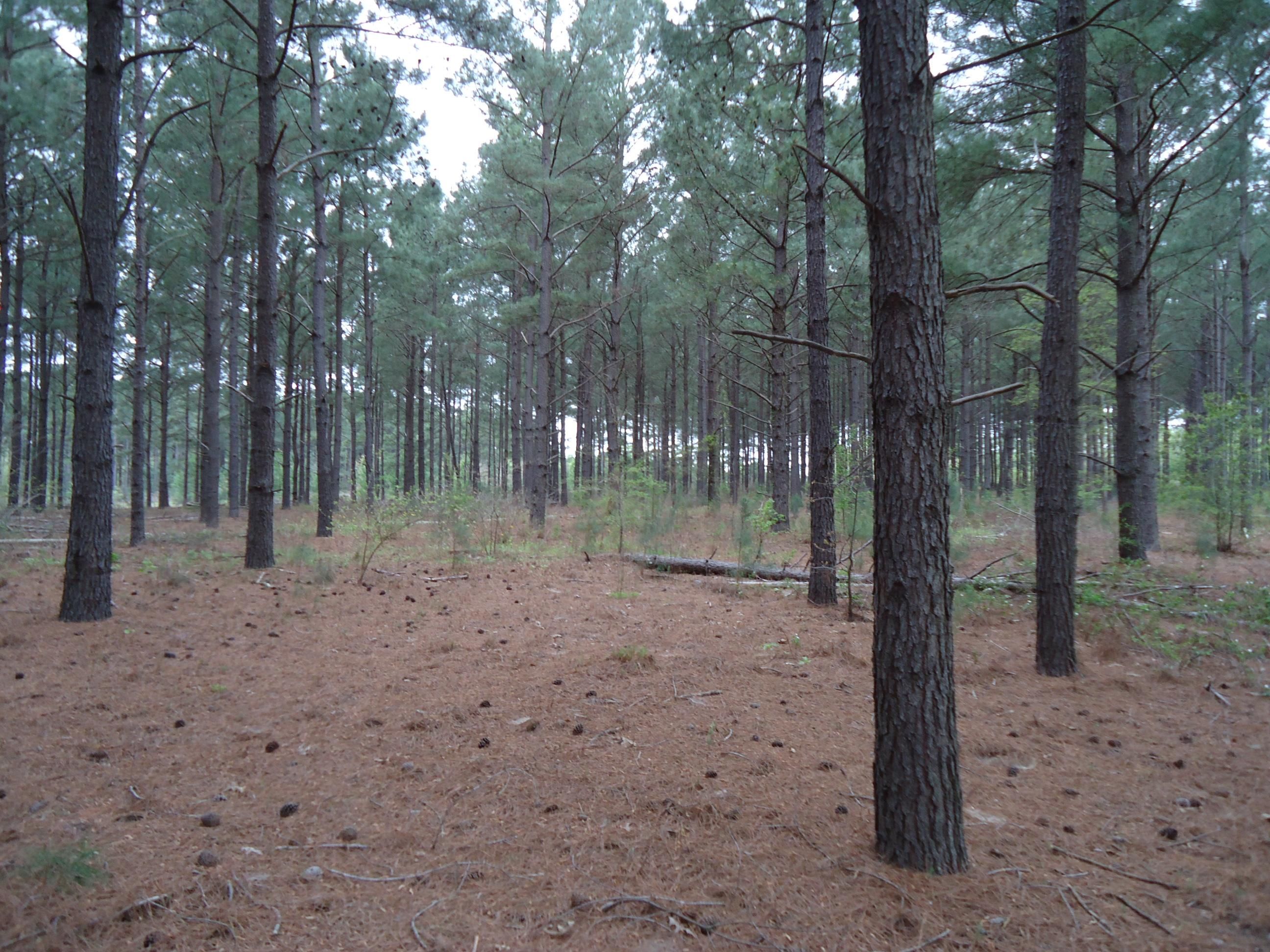 77 Acres, CR 3108, Jacksonville, TX 75766 | Land and Farm