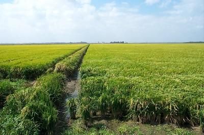 9,875 acres in Benoit, MS, 38725 | Land and Farm