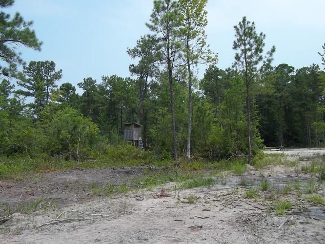 40 Acres, Clio, SC 29525 | Land and Farm