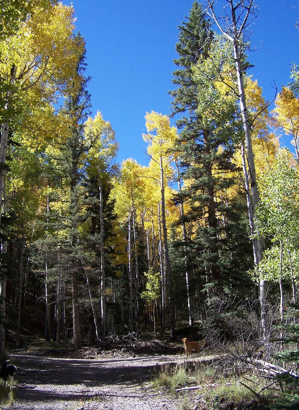 Wyss' Land, Lot 2, Lake City, CO 81235 | Land and Farm