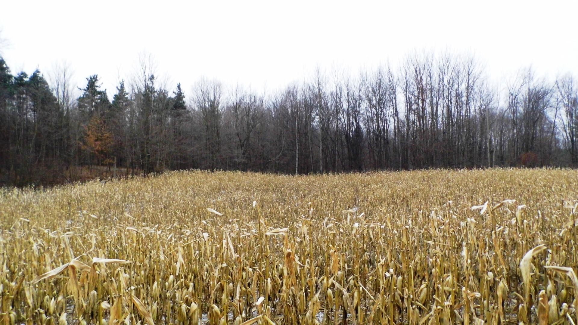 English Rd, Clifford, MI 48727 | Land and Farm