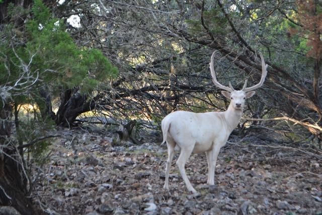 300 acres in Camp Wood, TX, 78833 | Land and Farm