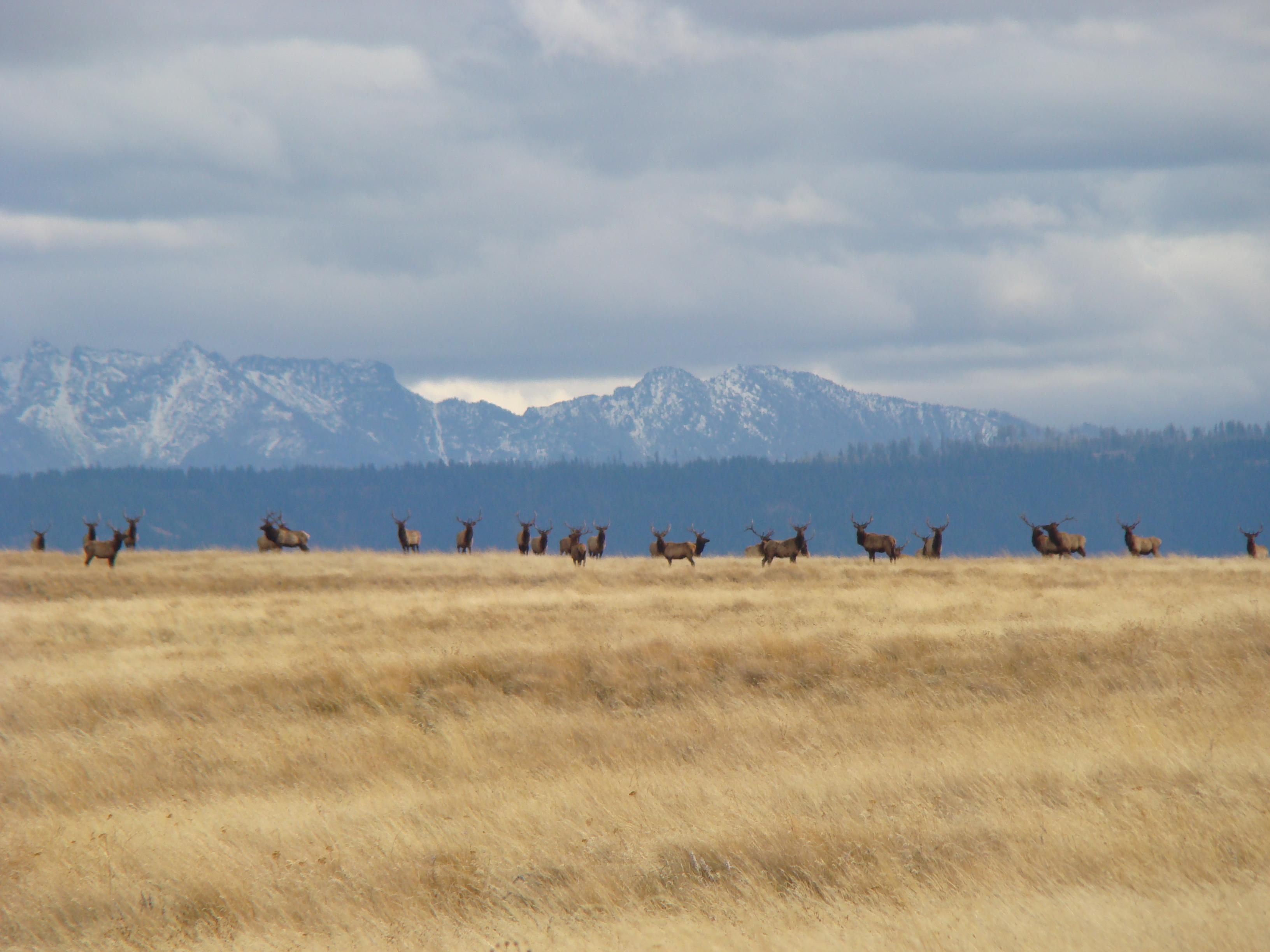 Old Imnaha Road, Imnaha, OR 97842 | Land and Farm