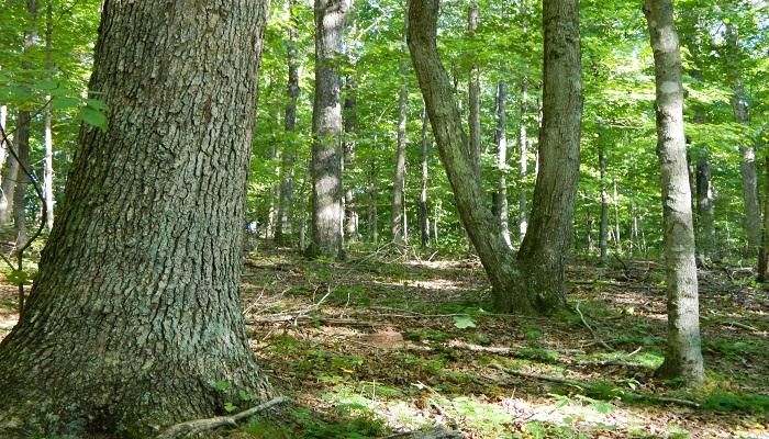 OH 124, Latham, OH 45646 | Land and Farm