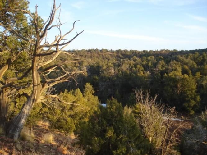 Juniperwood Ranch, Ash Fork, AZ 86320 | Land and Farm