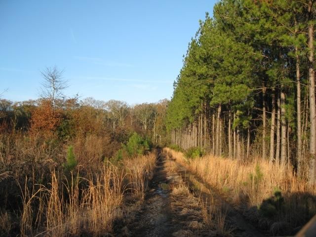 428 acres in Hampton, SC, 29944 | Land and Farm
