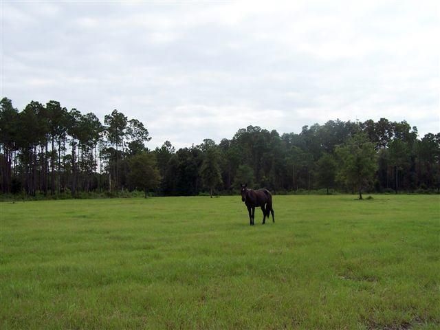 115 Acres, NE 60th Lane, Bronson, FL 32621 | Land and Farm