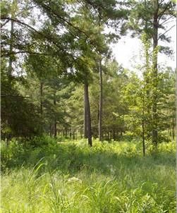 154.54 acres in China Grove, AL, | Land and Farm