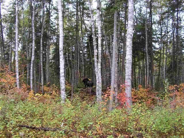 TBD Peshekee Grade Rd, Champion, MI 49814 | Land and Farm