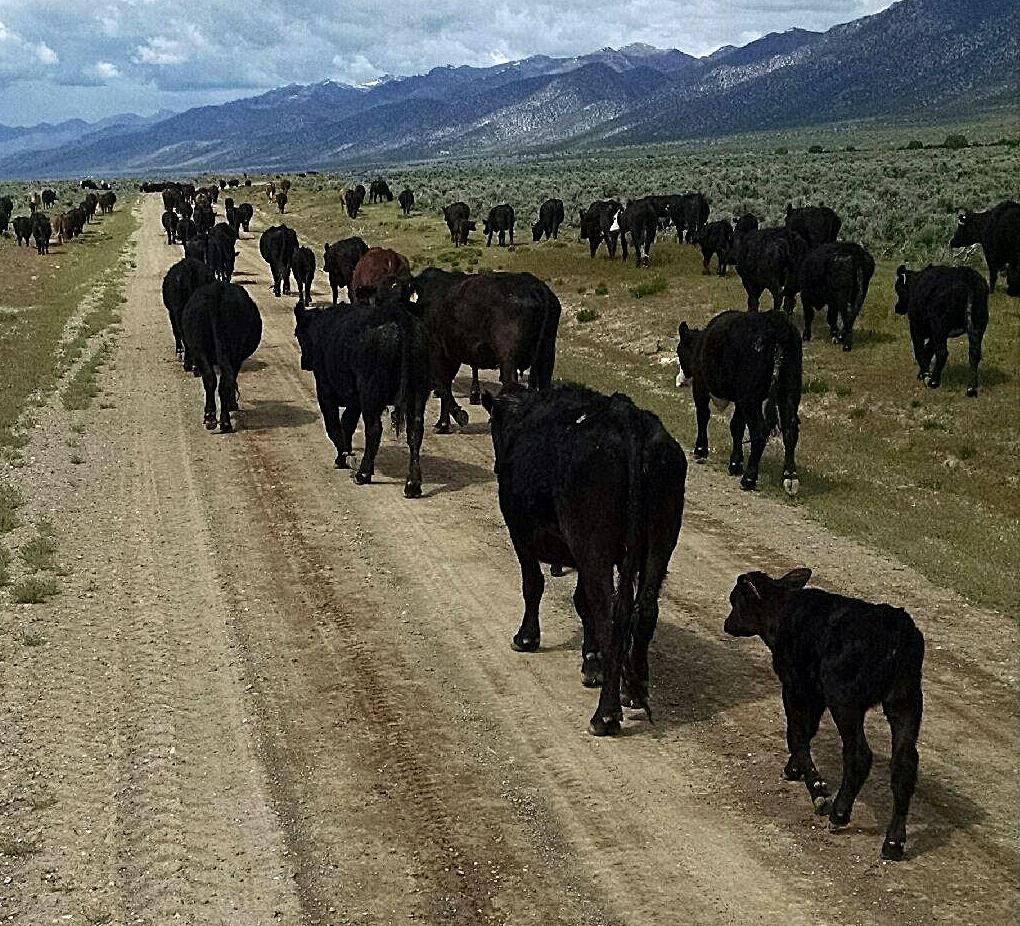 2,040 Acres, Eureka, NV 89316 | Land and Farm