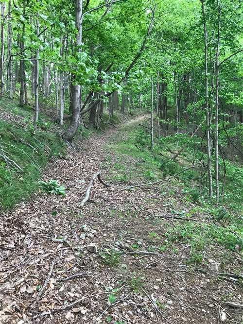 107 Ditty Hollow Road, Buffalo Valley, TN 38548 | Land and Farm