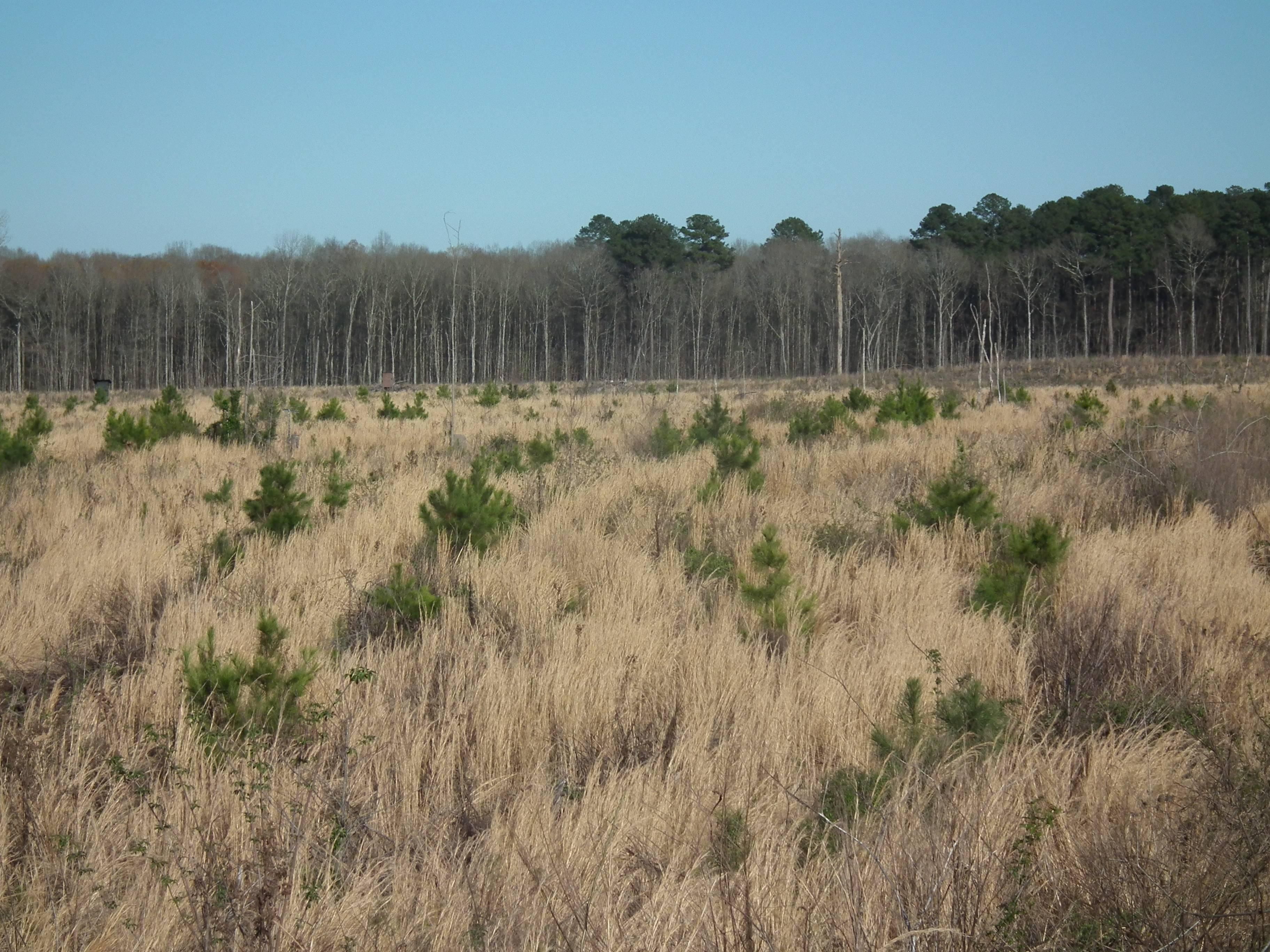130 acres in Philadelphia, MS, 39350 | Land and Farm