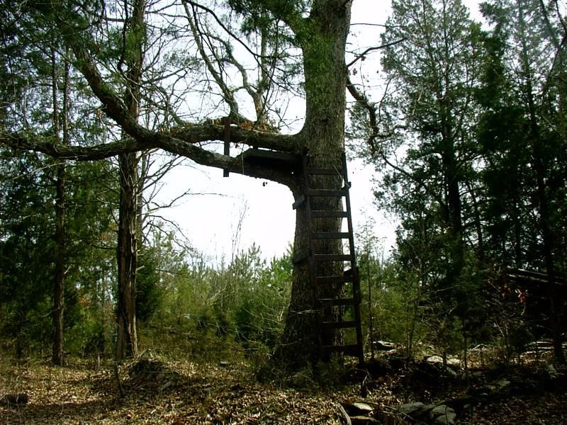 48.27 Acres, Plank Road, Kenbridge, VA 23944 | Land and Farm