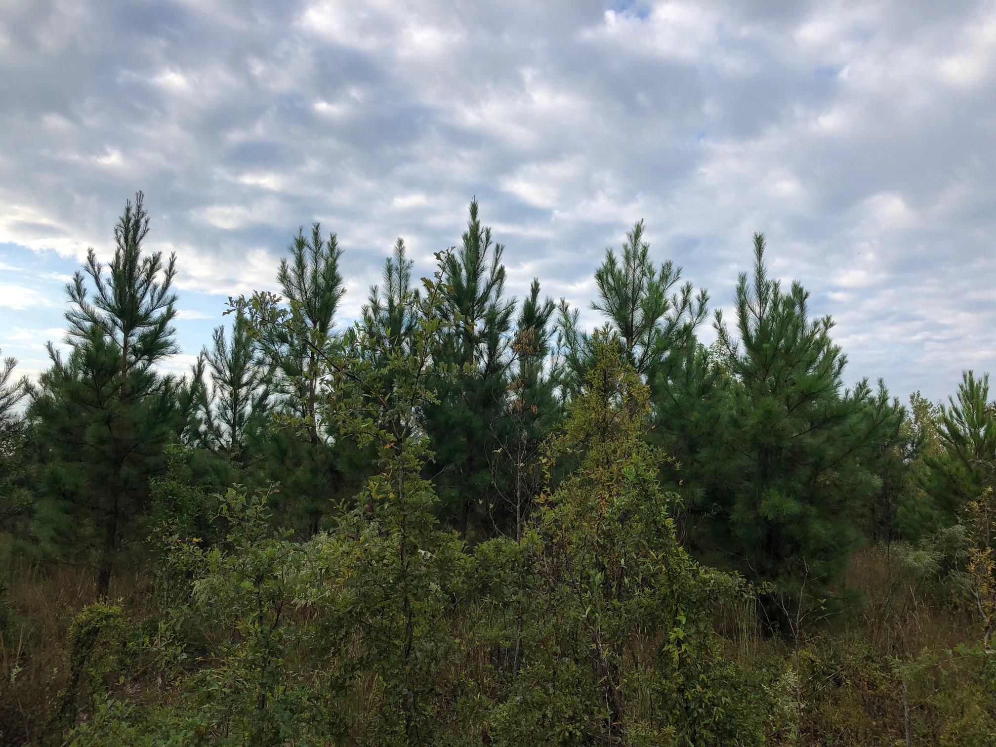 Bull Swamp Road, North, SC 29112 | Land and Farm