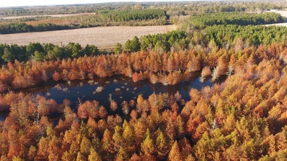 0 County Road 465, Tyler, AL 36785 | Land and Farm