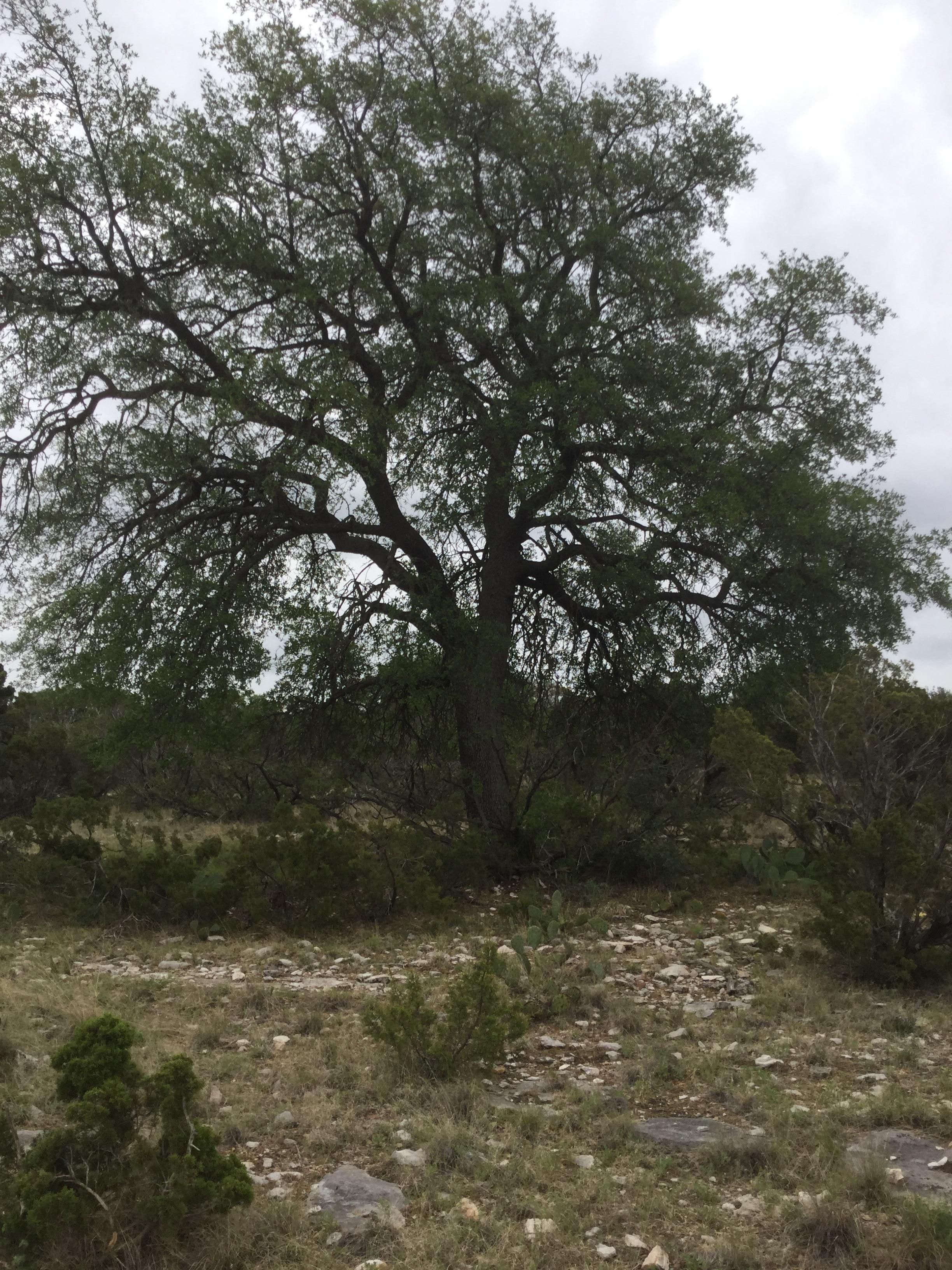 00 Fm 2335, Knickerbocker, TX 76939 | MLS: 97674 | Land and Farm