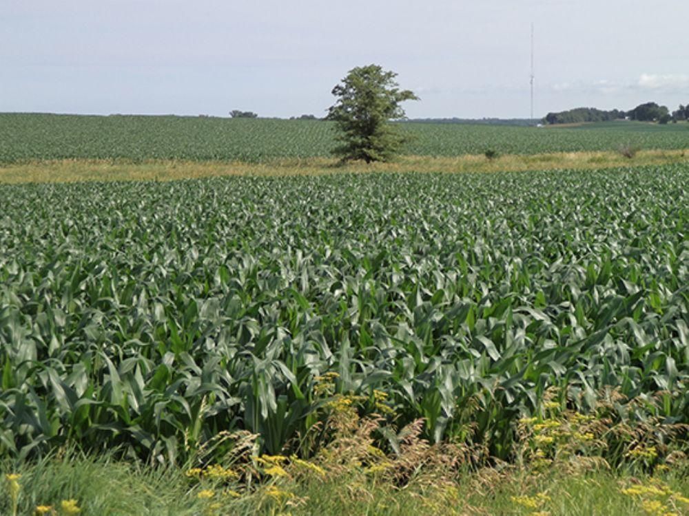 77 acres in Hudson, IA, 50643 | Land and Farm