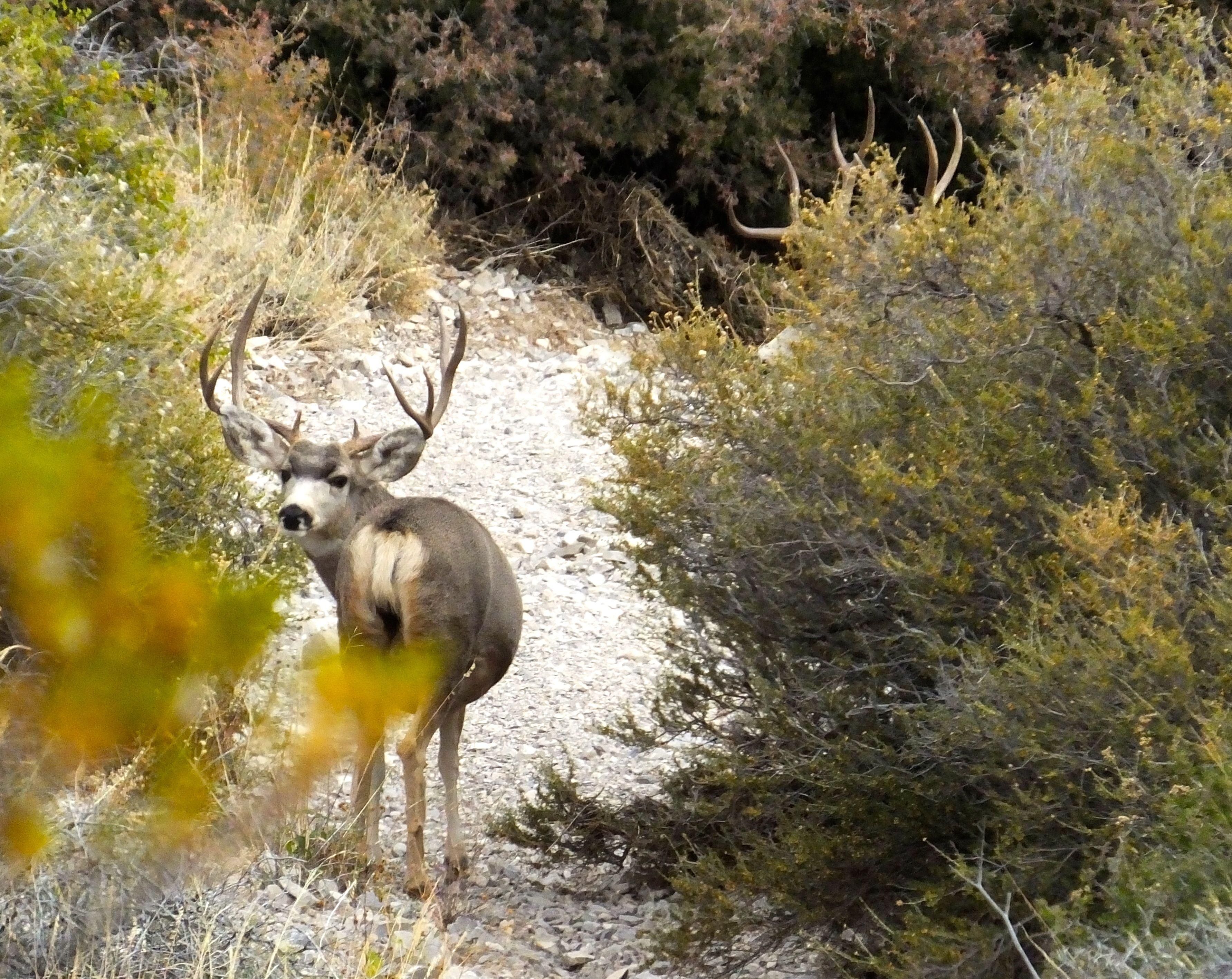 40,807 acres in Engle, NM, 87901 | Land and Farm