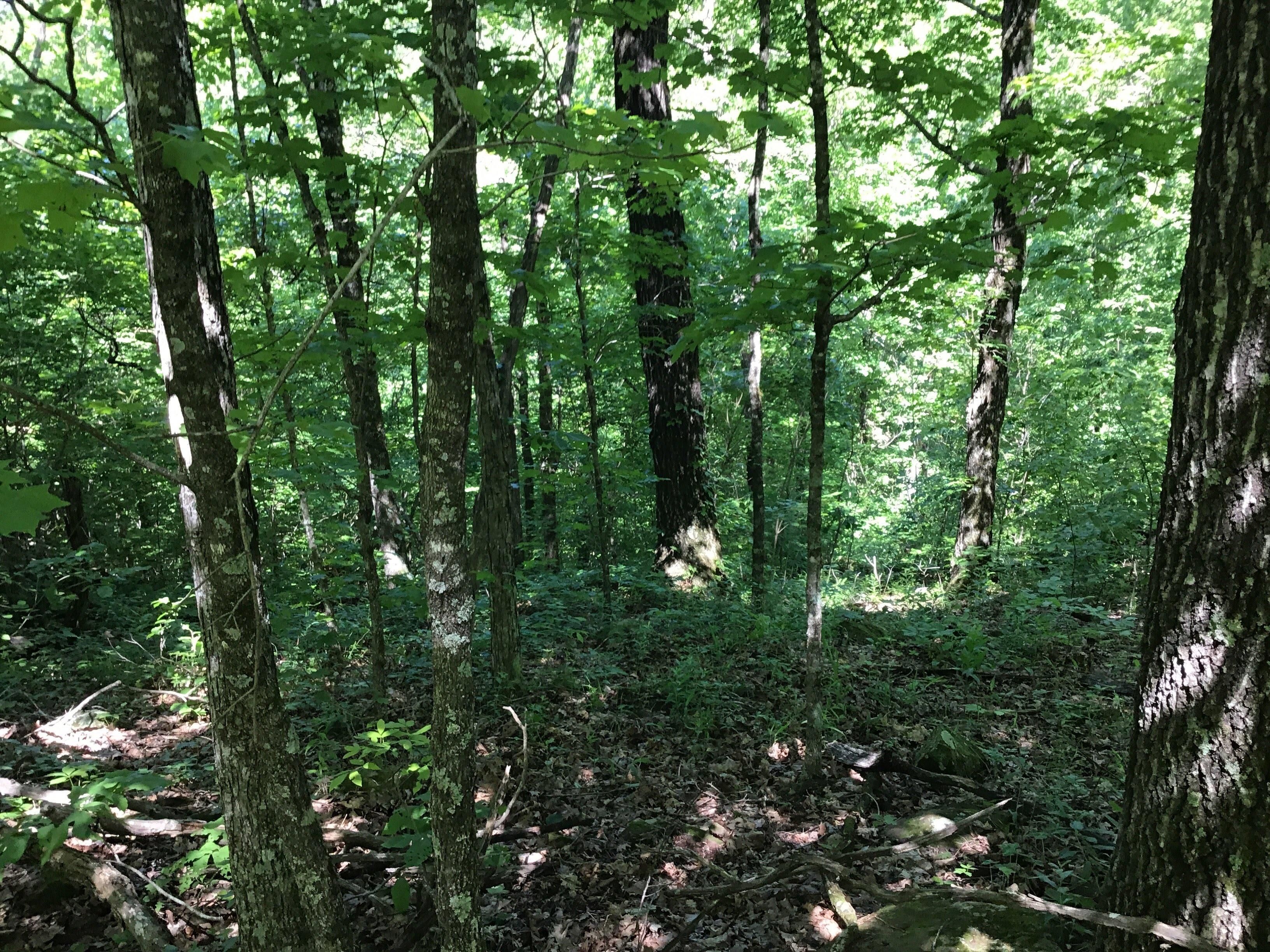 75 Acres, Woolum, AR 72675 | Land and Farm