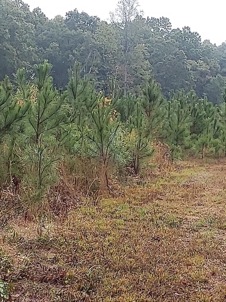 50 Acres, Bell Road, Cullen, VA 23934 | Land and Farm