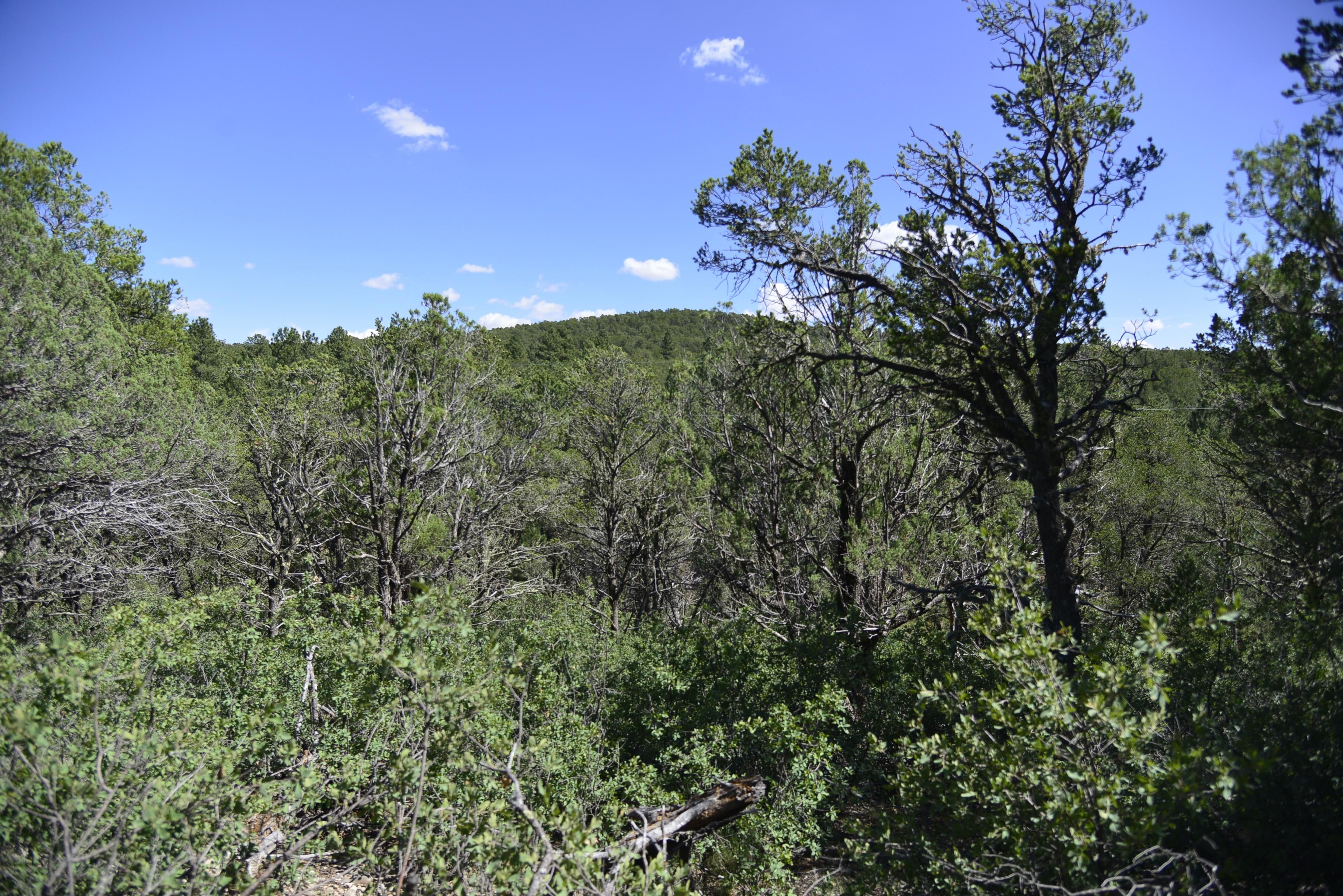 2.27 acres in Timberon, NM, 88350 | MLS: 11O4072114359265 | Land and Farm