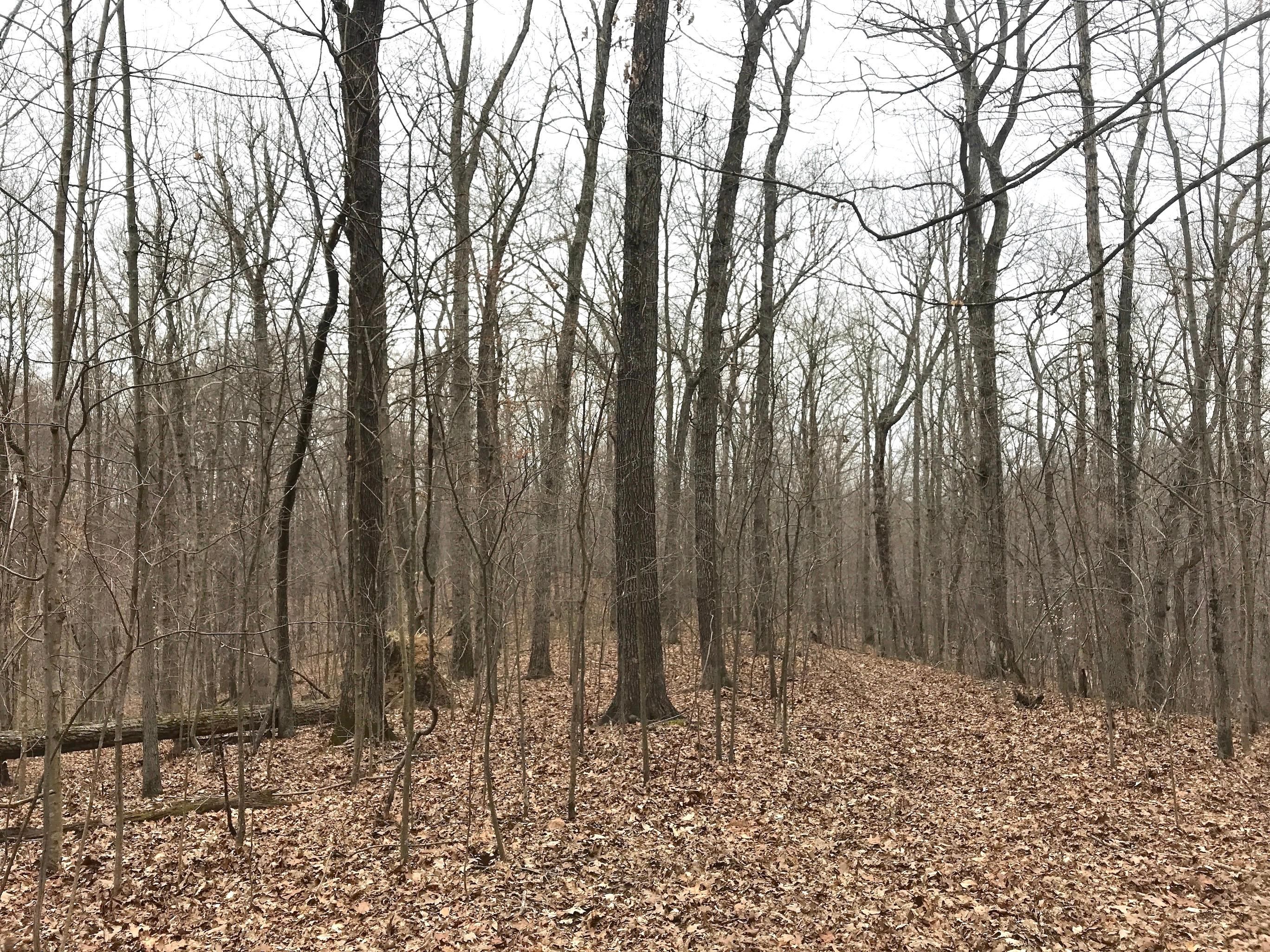 73.53 Acres, State Route 160, Vinton, OH 45686 | Land and Farm