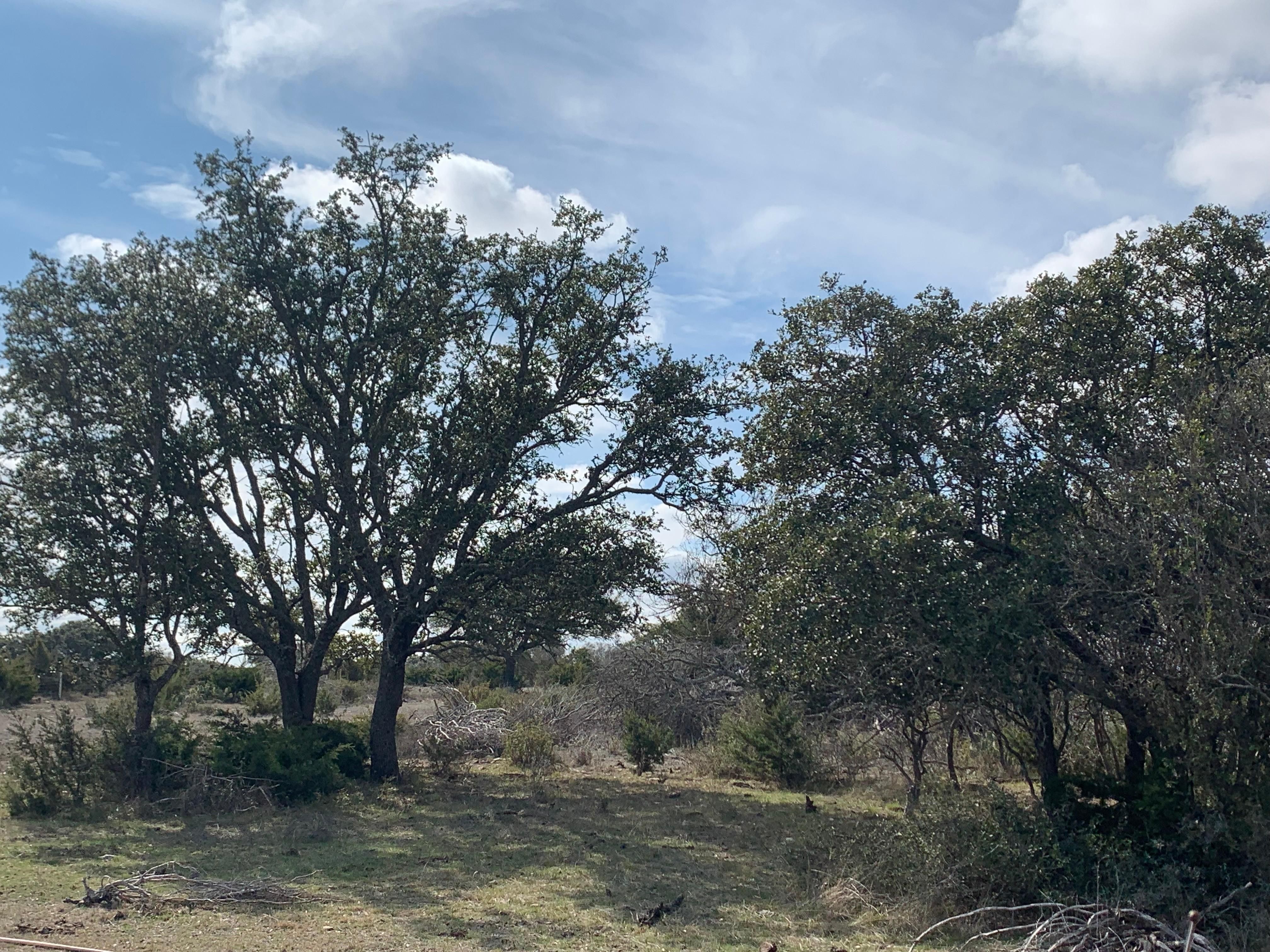35 acres in Rocksprings, TX, 78880 | MLS: EXOTICS - OWNER FINANCING - 5 ...