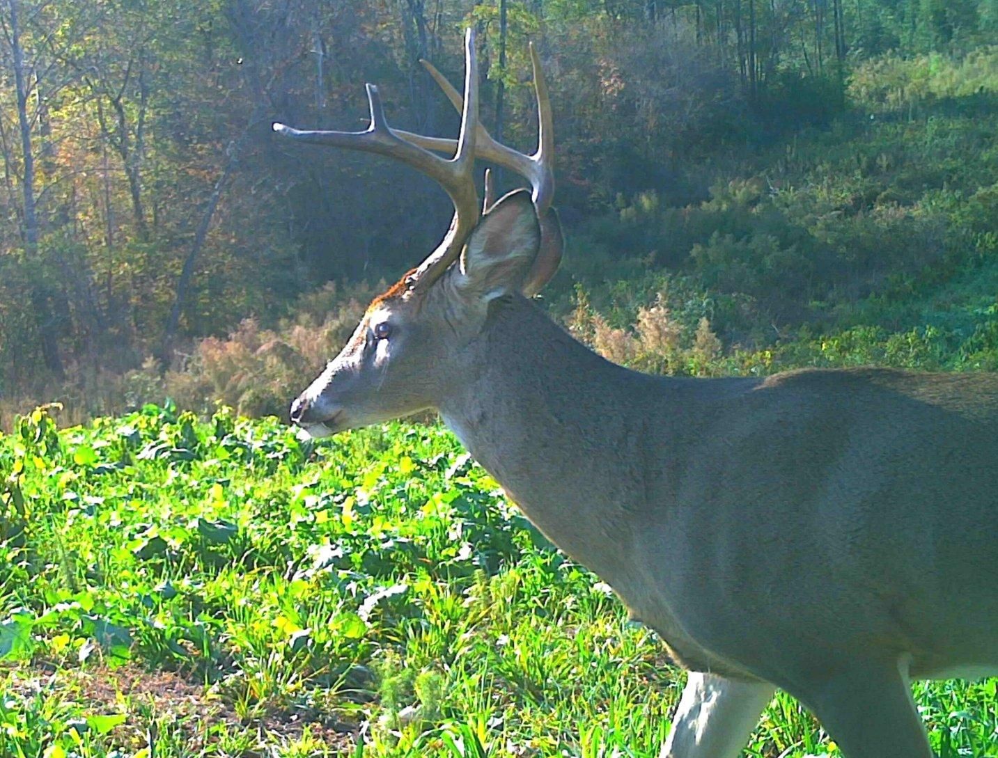 63 acres in Rawlings, VA, 23876 | MLS: wc18 | Land and Farm