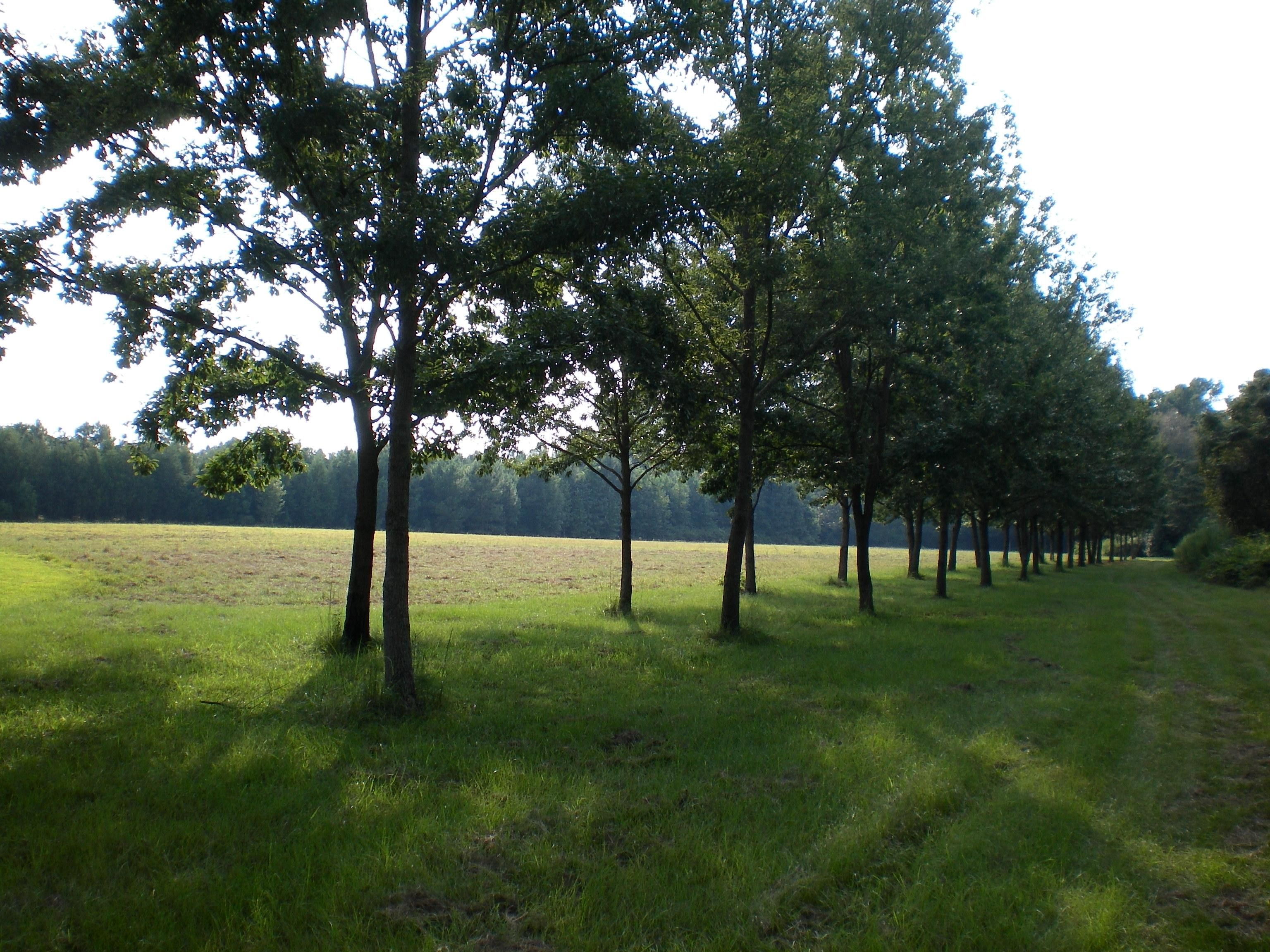 2521 Lynchburg Hwy, Lynchburg, SC 29080 | Land and Farm