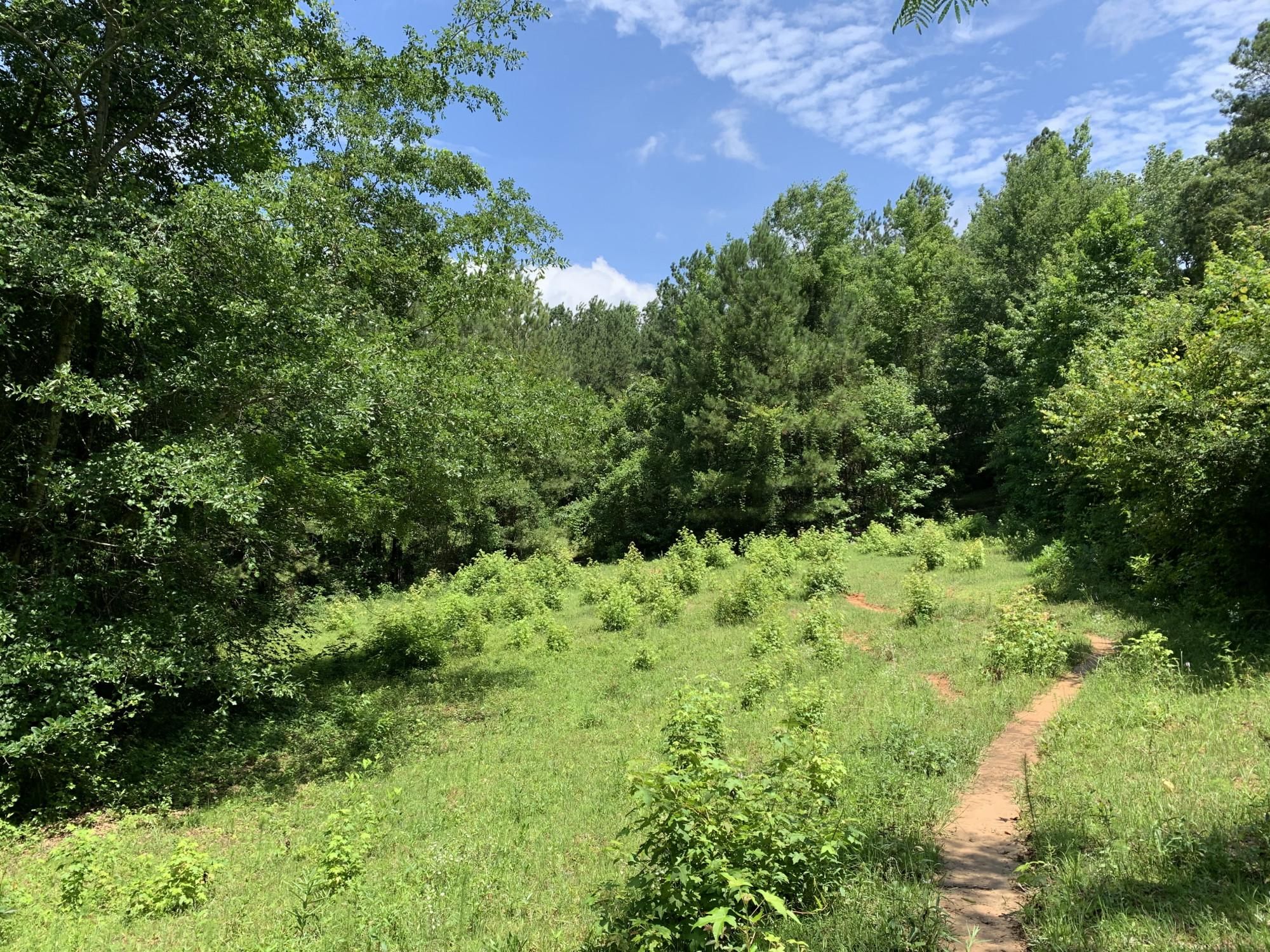 Hopkins Loop, Marion, AL 36756 | Land and Farm