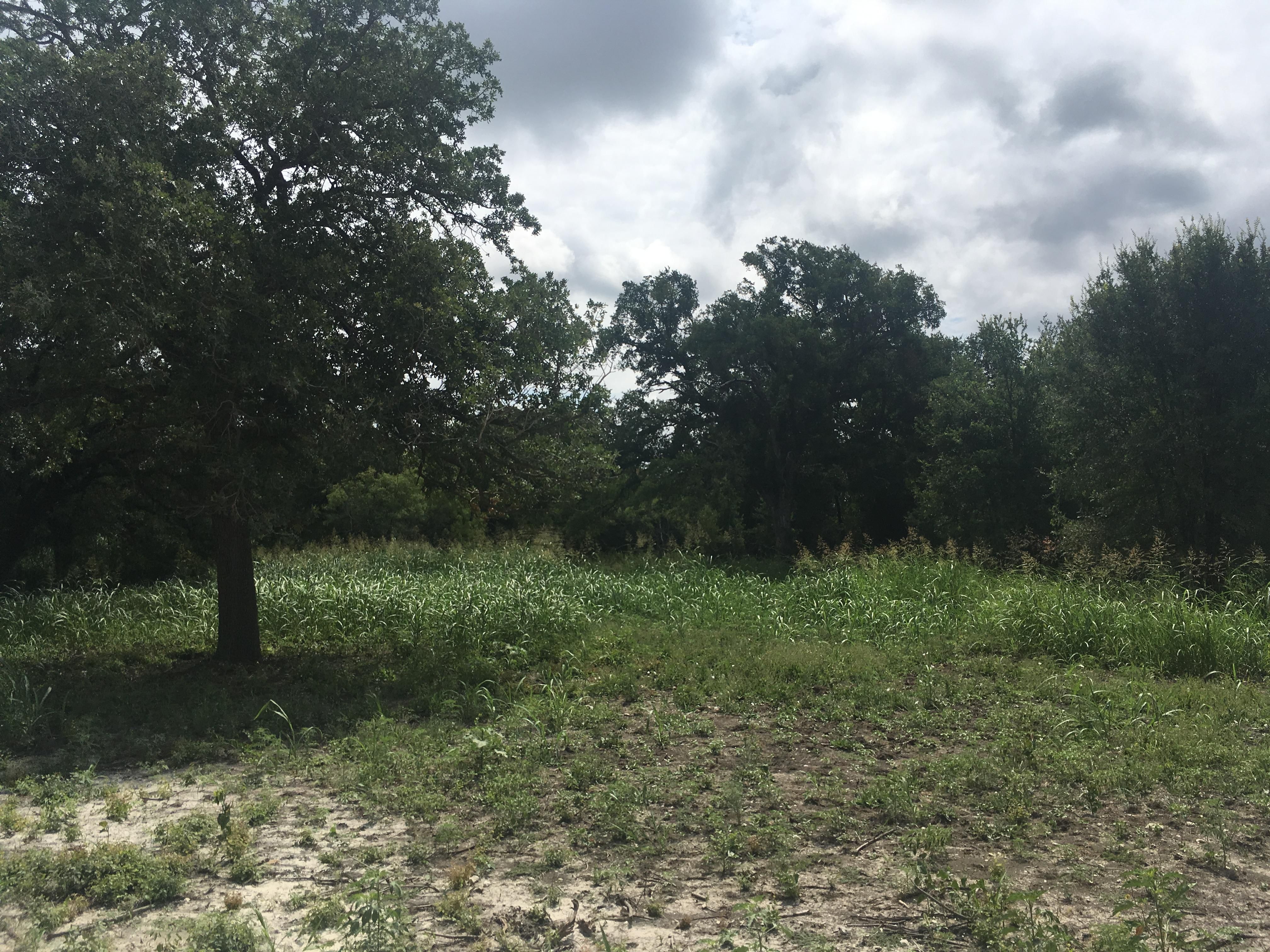 TBD CR 518, Shive, TX 76531 | Land and Farm