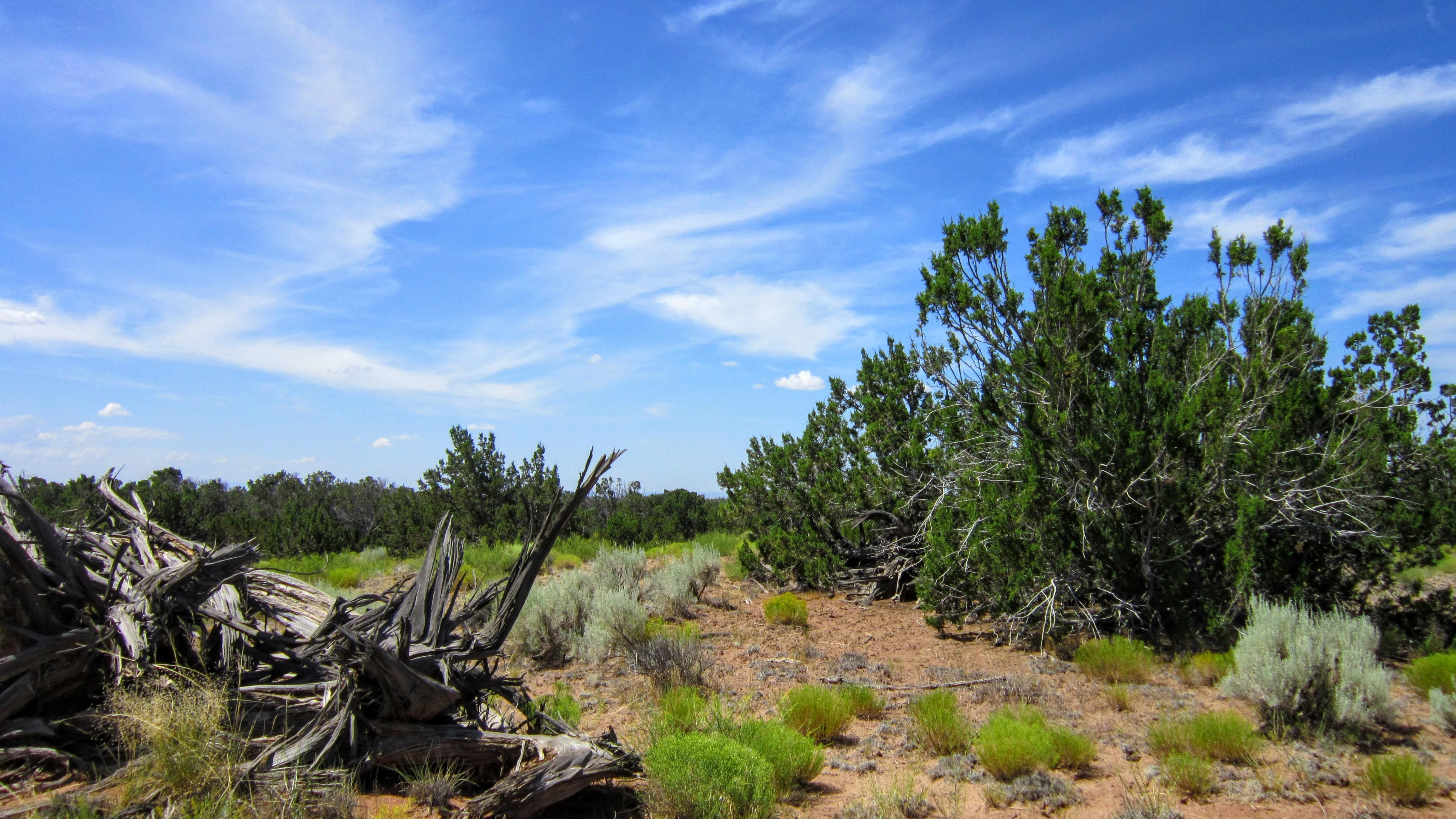 40 acres in Chambers, AZ, 86512 | Land and Farm