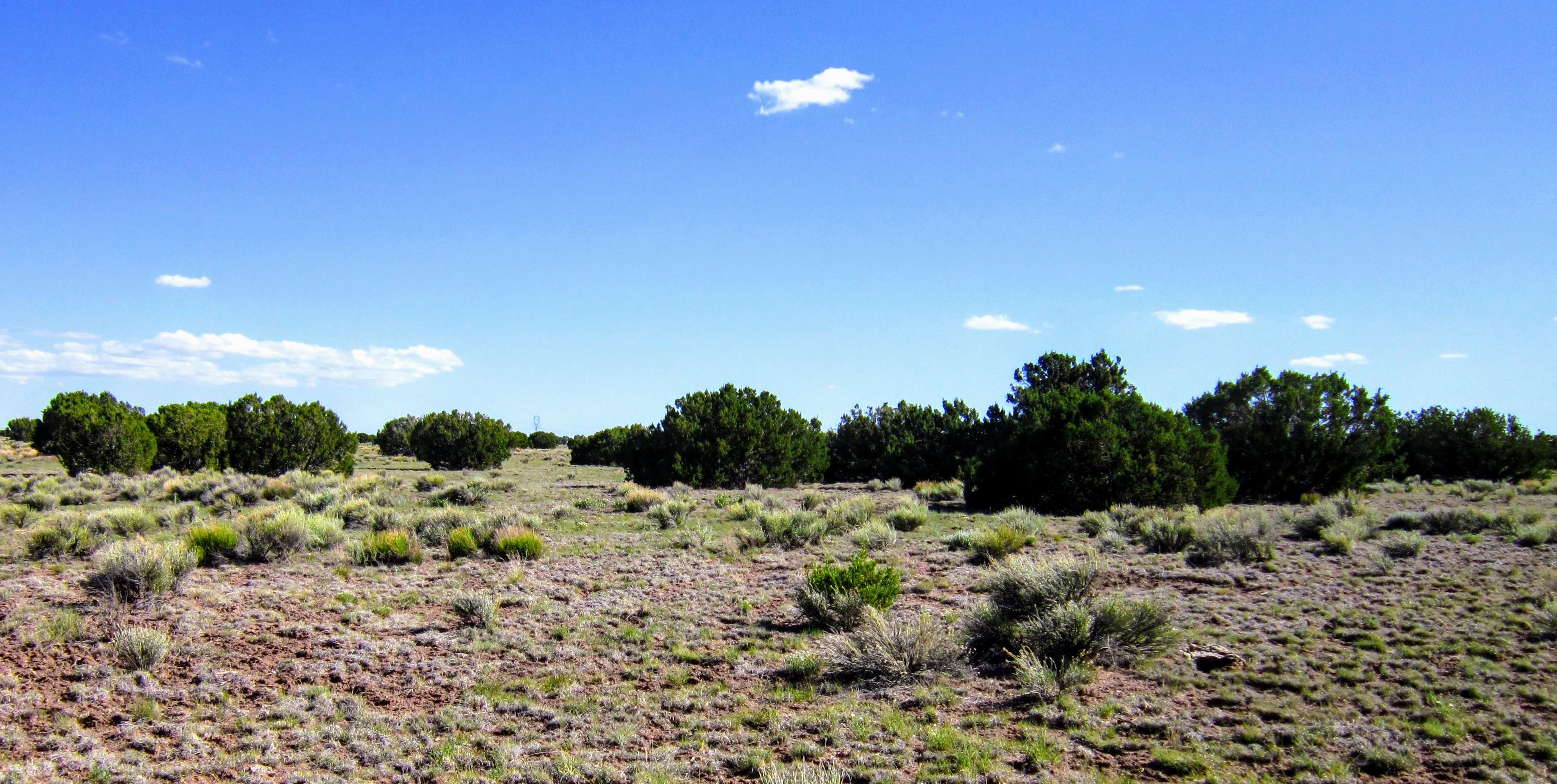 38 acres in Springerville, AZ, 85938 | MLS: 10856154 | Land and Farm