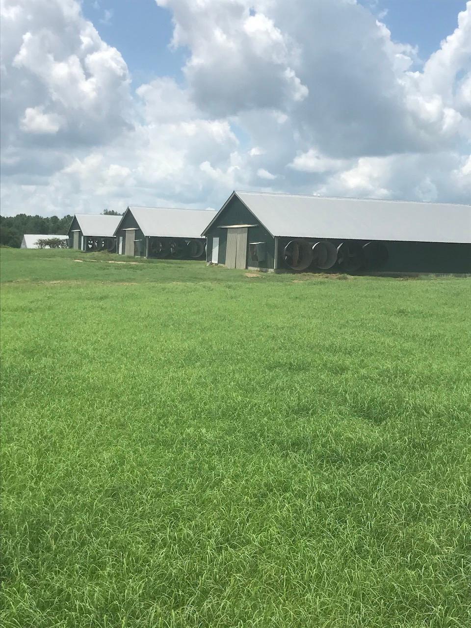 30 Acres, Capel Mill Road, Candor, NC 27229 | Land and Farm