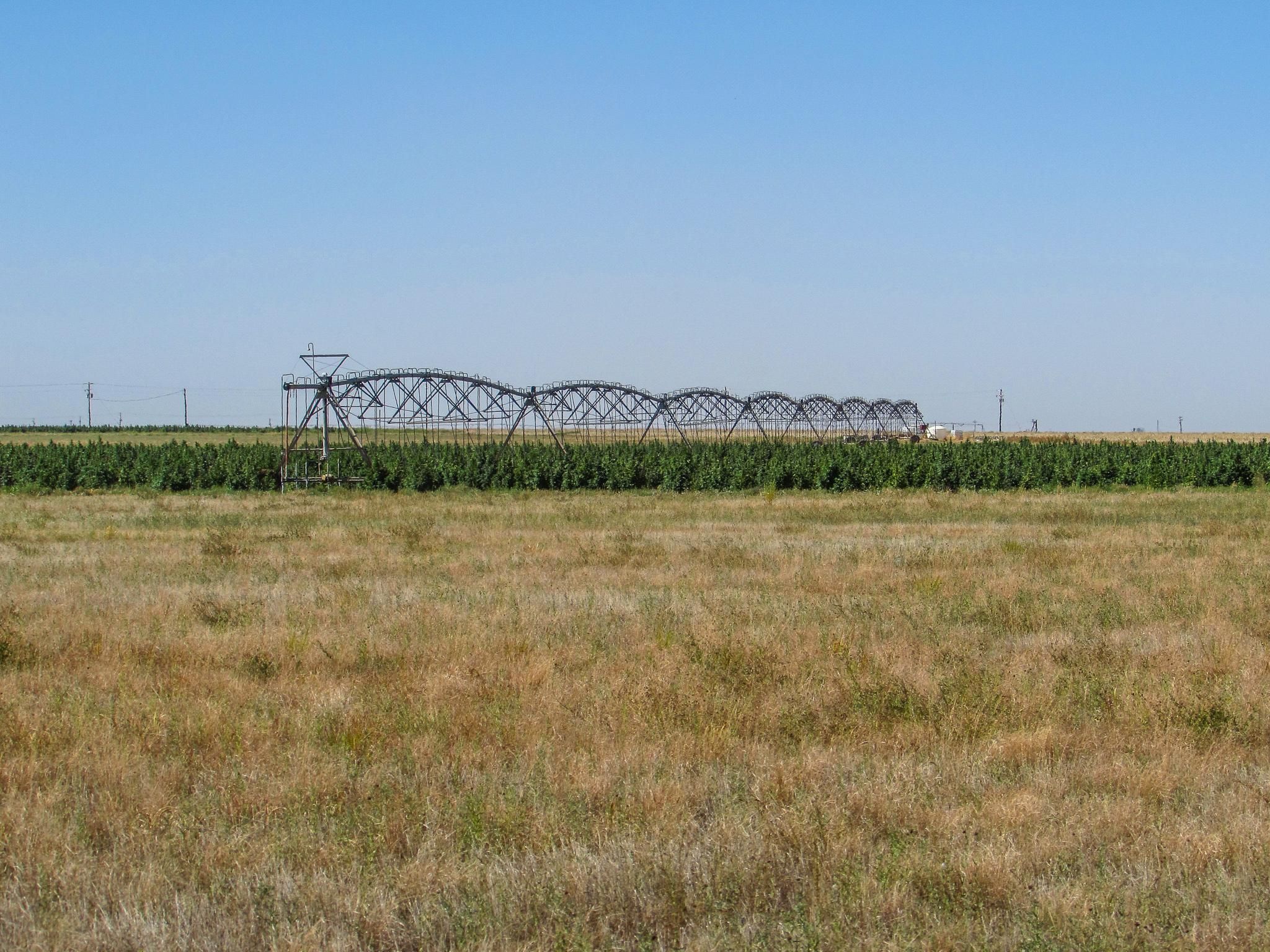 160 Acres, Olton, TX 79064 | Land and Farm