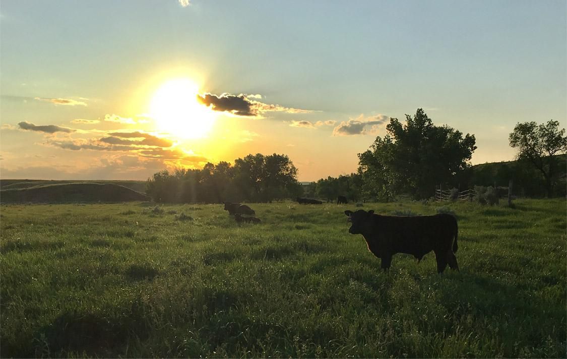 88th St SW, Rhame, ND 58651 | Land and Farm