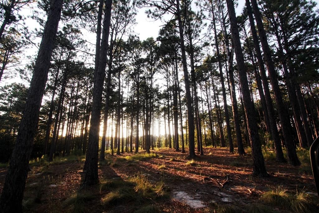 Lakebay Road, Vass, NC 28394 | MLS: Priest 12 Acres | Land and Farm