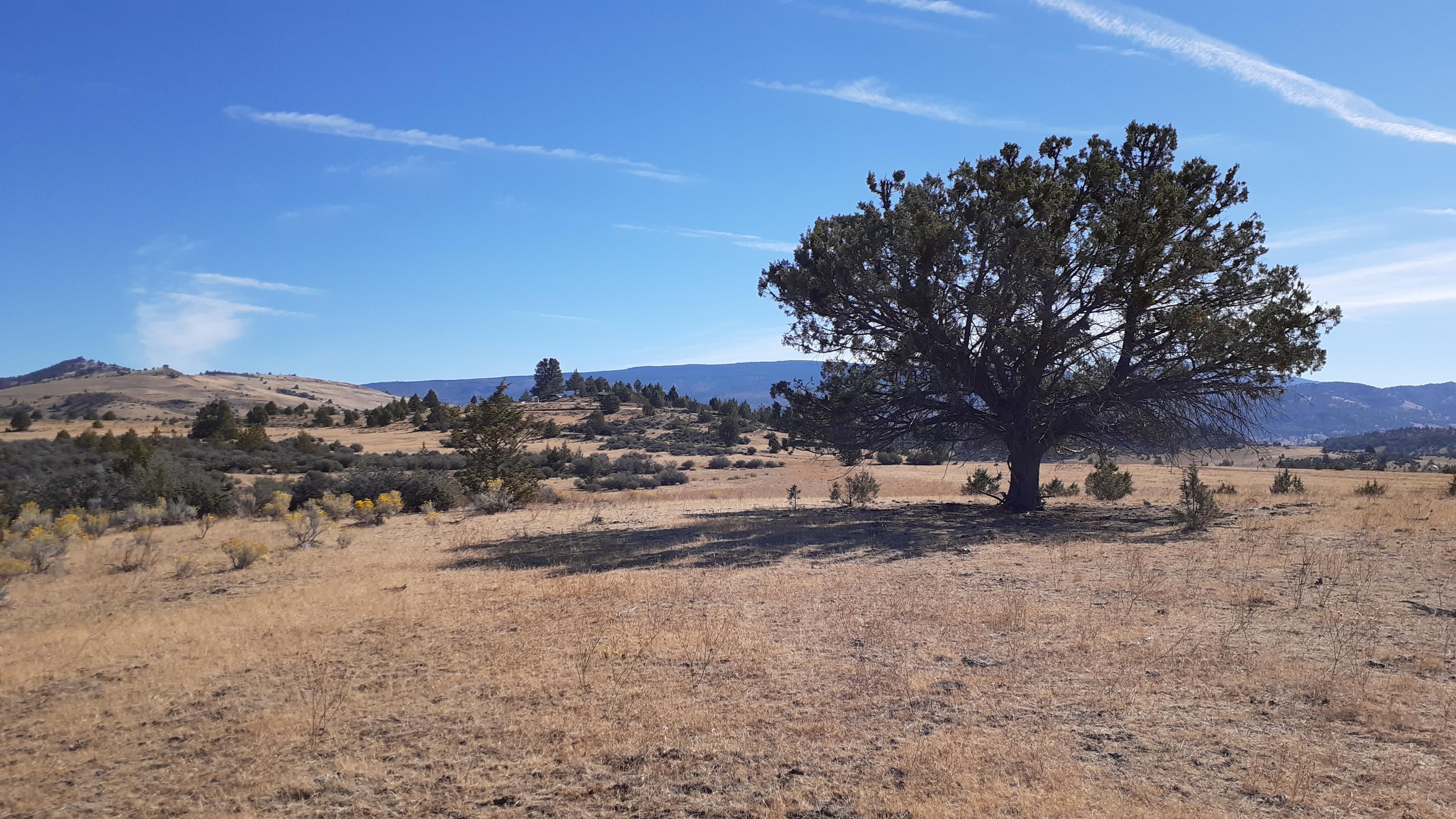 Iron Gate Road, Hornbrook, CA 96044 | Land and Farm