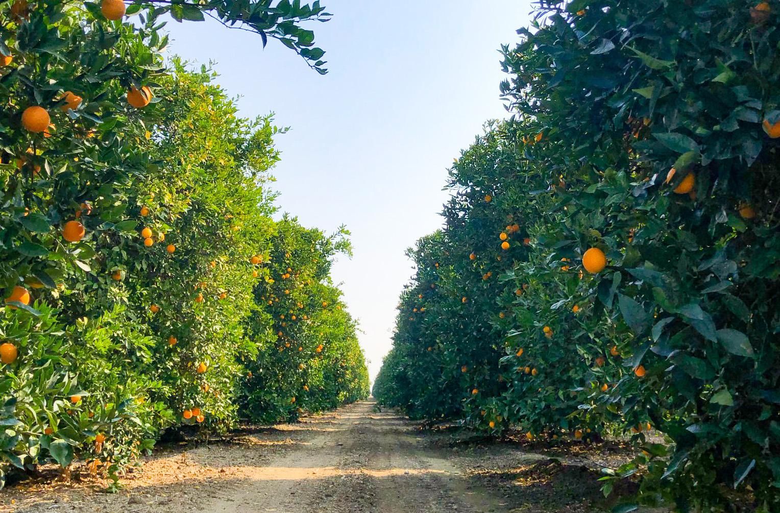 458.79 acres in Bakersfield, CA, 93306 | Land and Farm