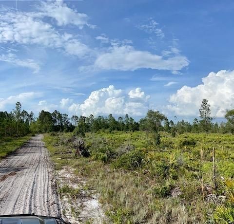 40 Acres, County Road 343, Bronson, FL 32621 | Land and Farm