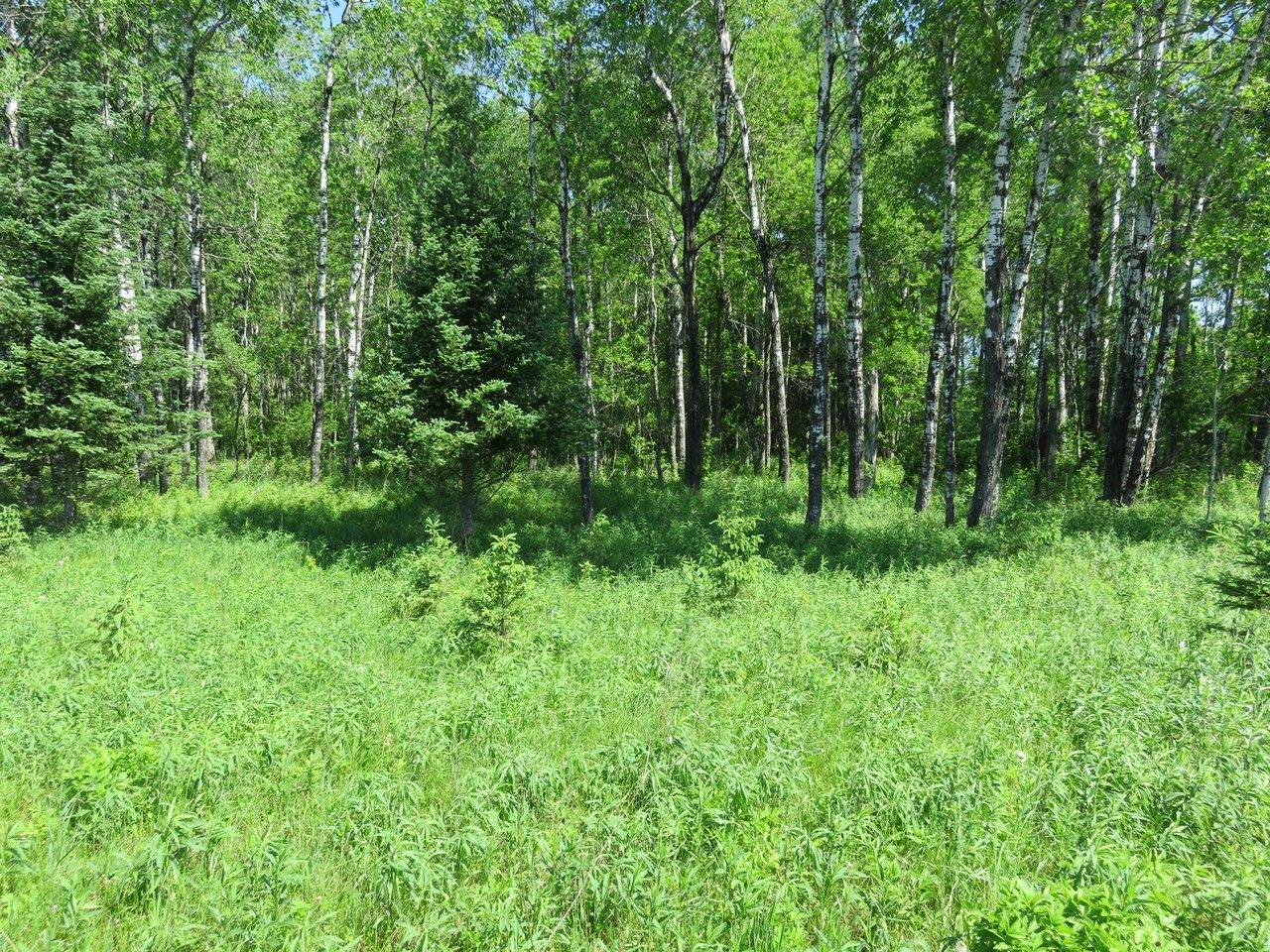 Lot 7 on Hwy 55, Argonne, WI 54511 | MLS: 188370 | Land and Farm
