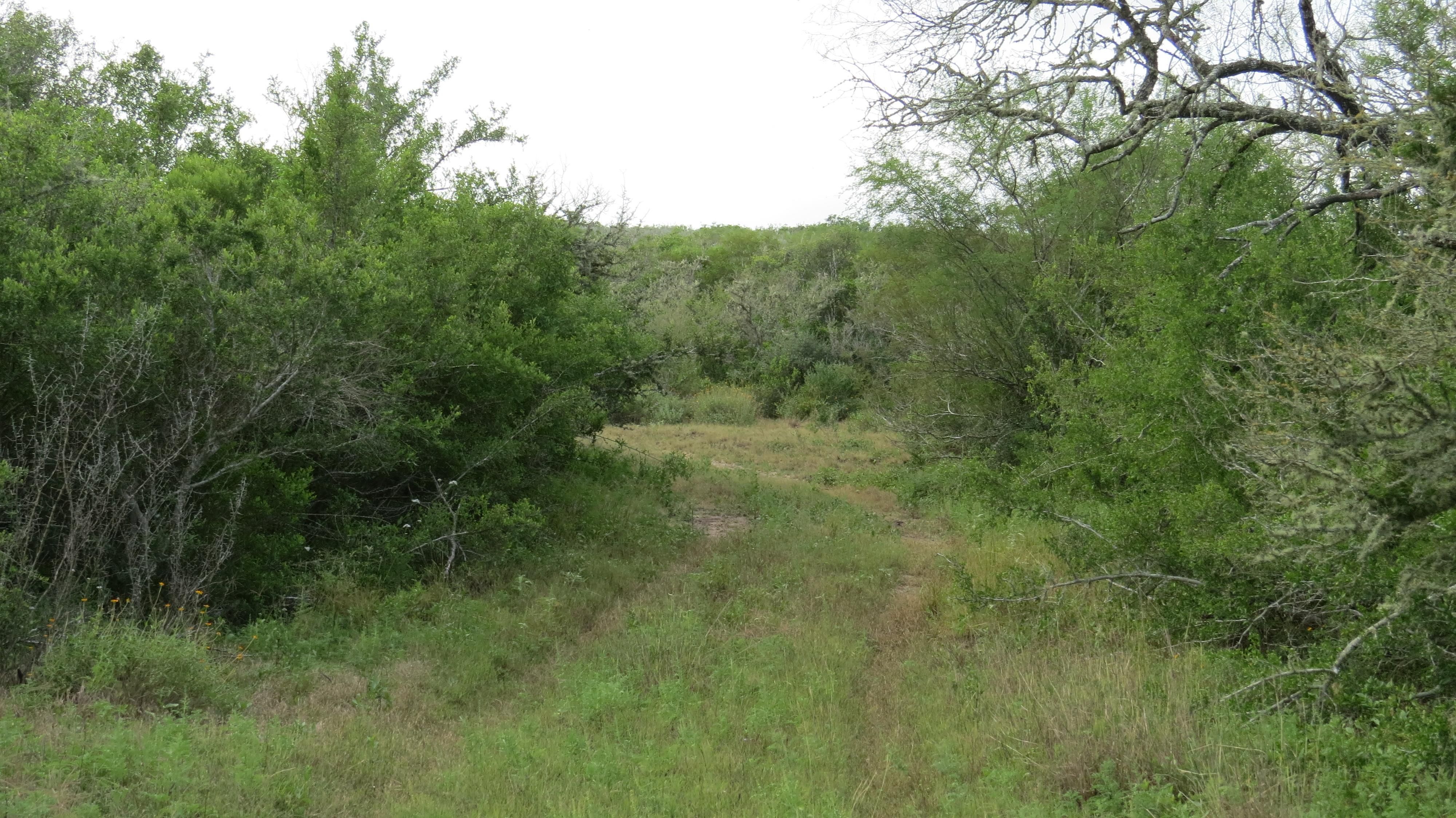 County Road 173, San Diego, TX 78384 | MLS: TCR II 11 | Land and Farm
