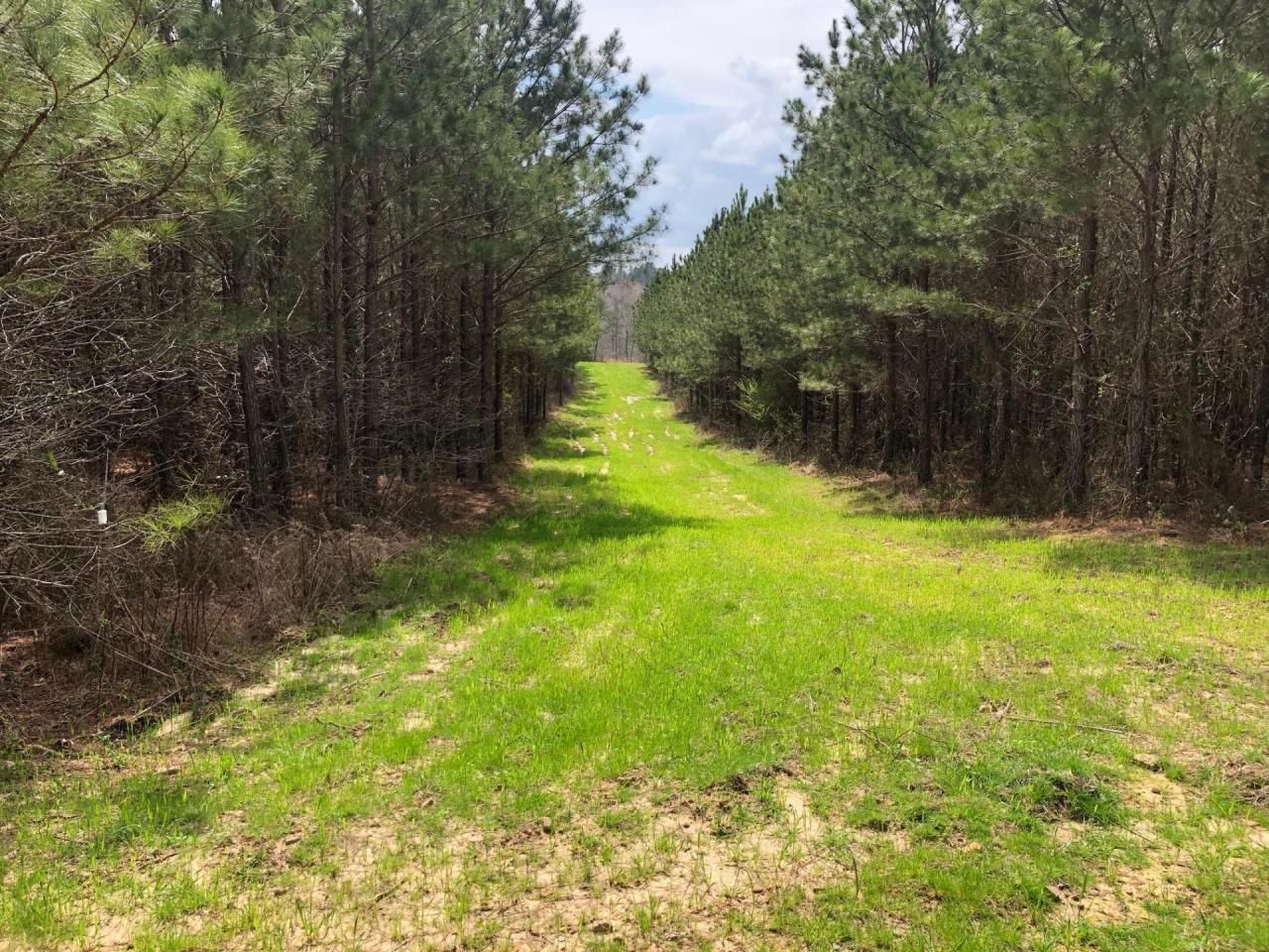 Booger Tree Road, Double Springs, AL 35553 | Land and Farm